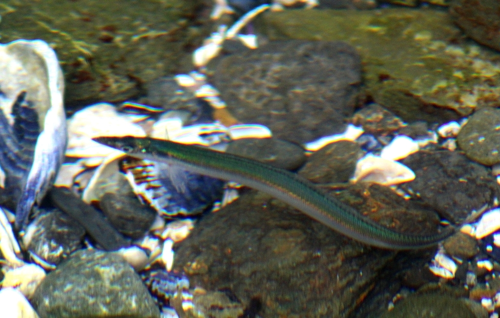 Pacific Sand Lance from Mendocino County, CA, USA on June 11, 2023 at ...