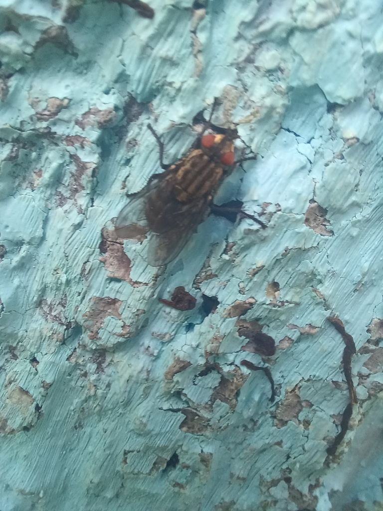 Calyptrate Flies from Ілемня, Івано-Франківська область, Україна, 77650 ...