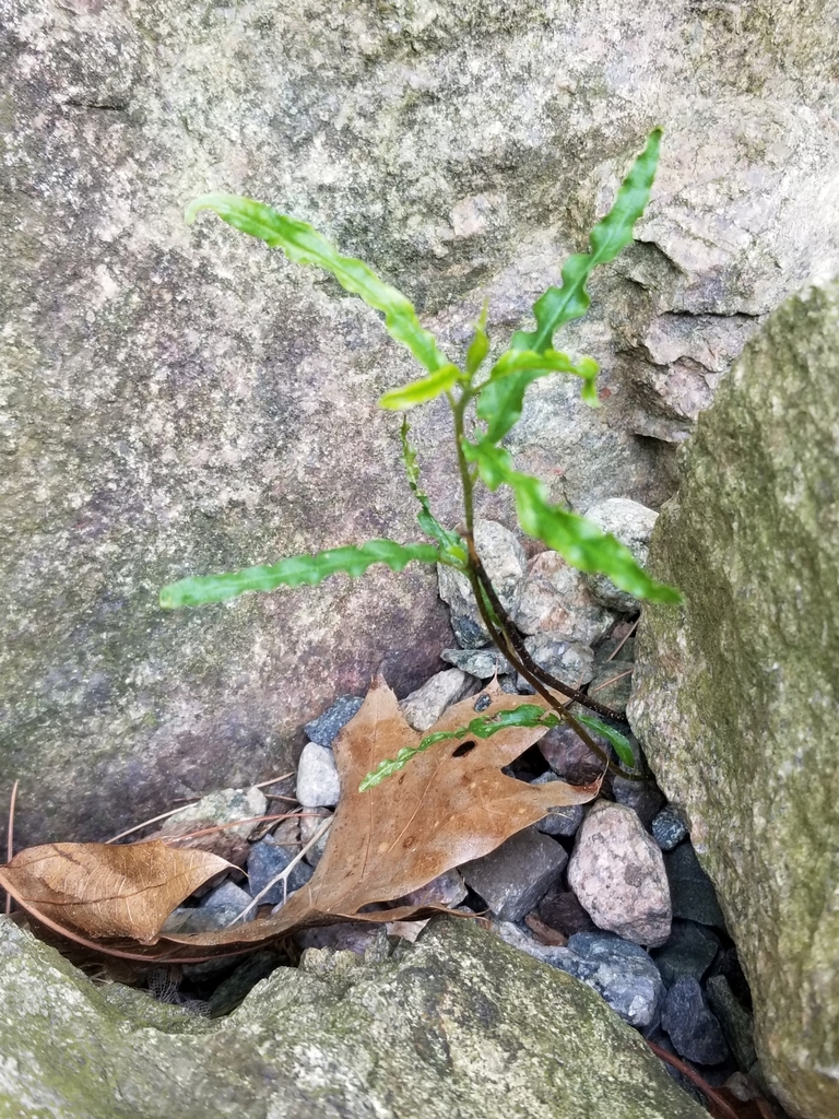 Curly-leaf Pondweed from Millis, MA 02054, USA on June 12, 2023 at 12: ...