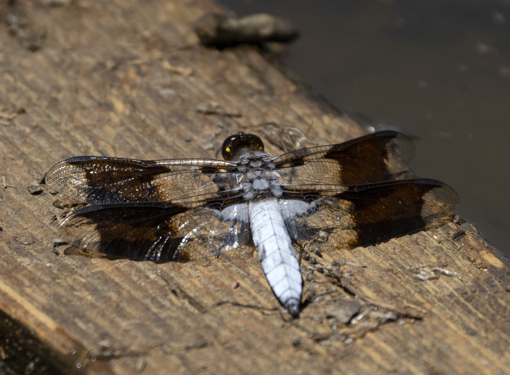Common Whitetail from Contra Costa County, CA, USA on June 11, 2023 at ...