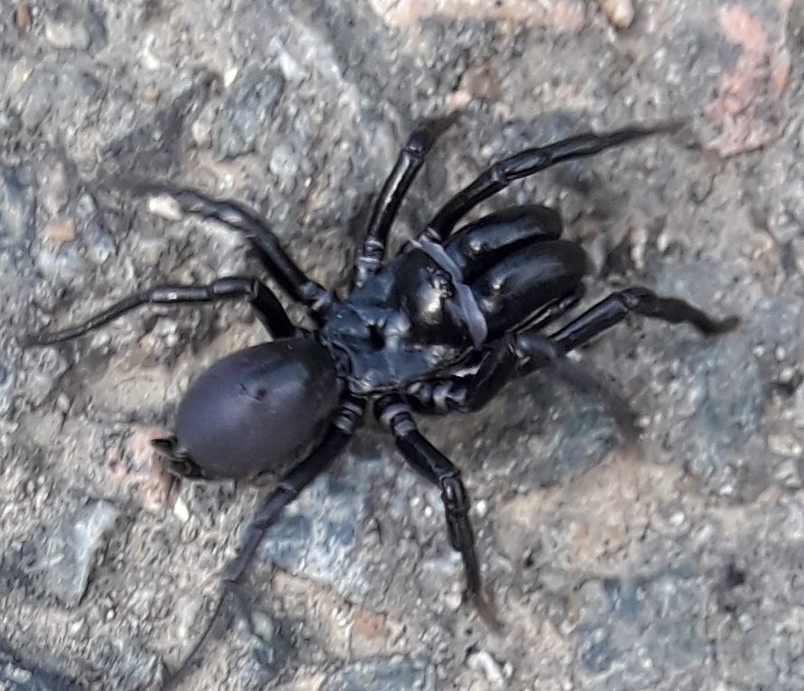 Purse-web Spider from 89440 Joux-la-Ville, France on June 12, 2023 at ...