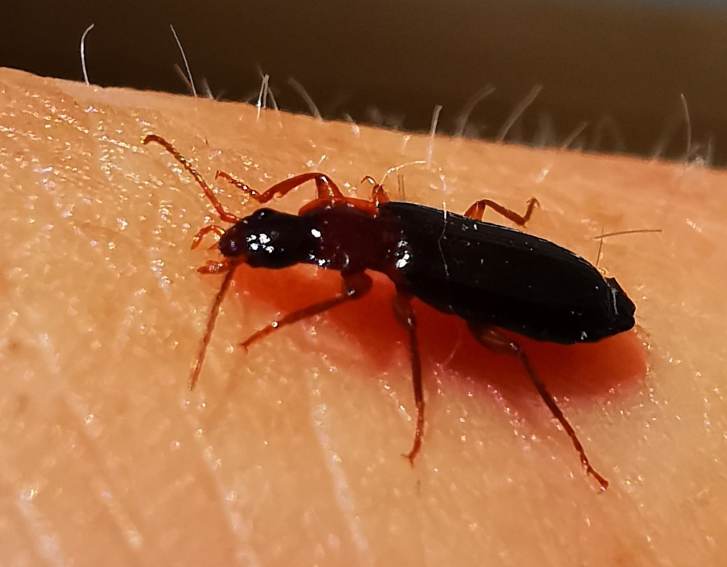 Dromius from RQ5X+RJ, 34357 Los Alamillos, Dgo., Mexico on June 12 ...