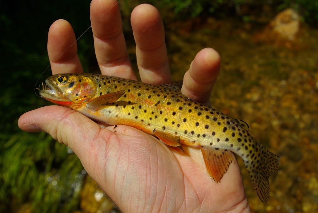 Black-spotted Cutthroat Trout from Rocky Mountain National Park, Estes ...