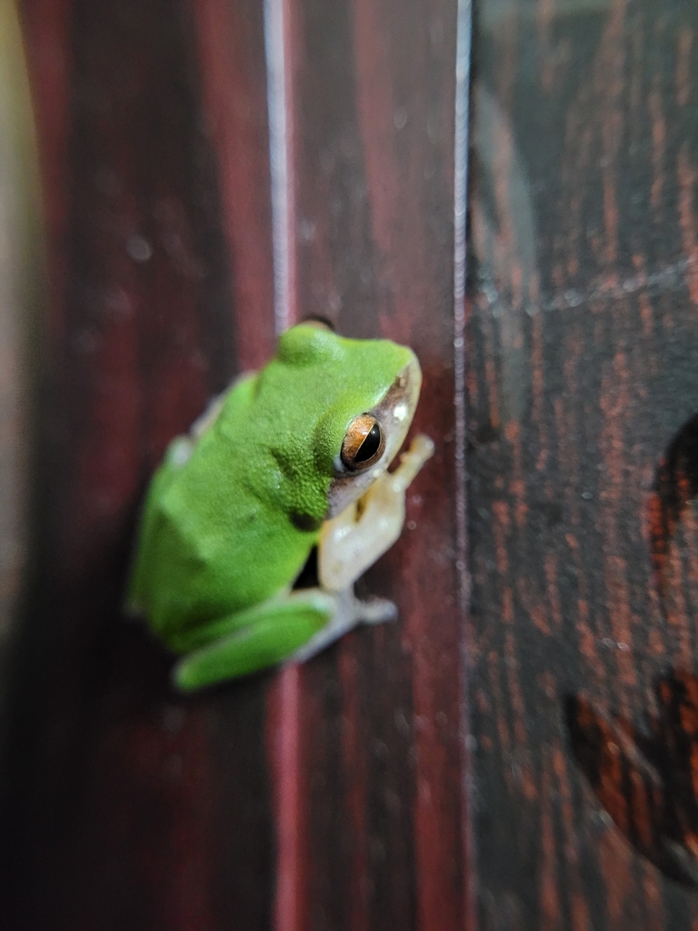 Variable Bush Frog from VPQF+5XF, Thodupuzha, Kerala 685584, India on ...