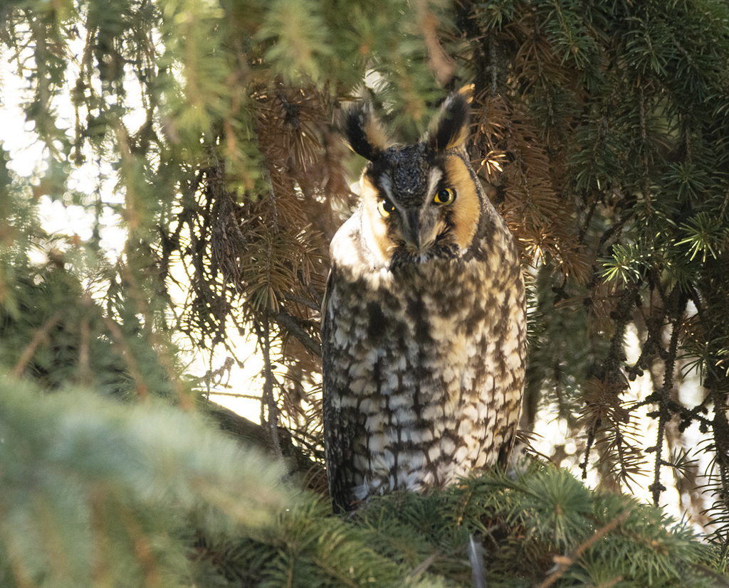 Long-eared Owl in December 2018 by Chad Arment. It has been perched in ...