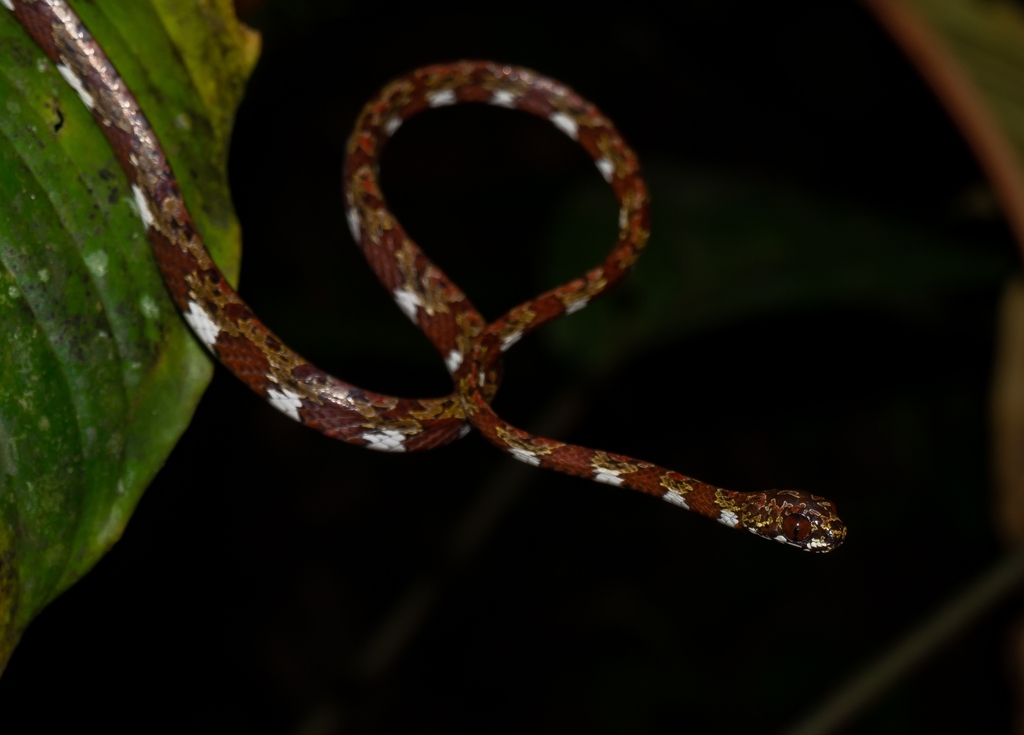 Snail Suckers from El Valle de Antón on June 10, 2023 at 10:22 PM by ...