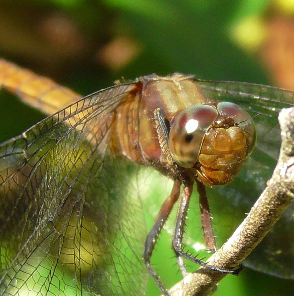 Fiery Skimmer from Watsonville QLD 4887, Australia on June 12, 2023 at ...