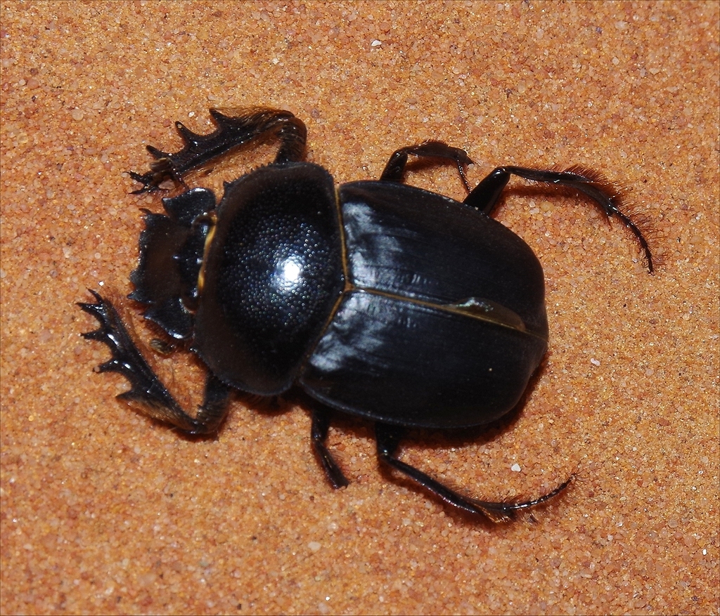 Scarabaeus cristatus from Tin Tehaq, Algerian Tadrart on November 13 ...