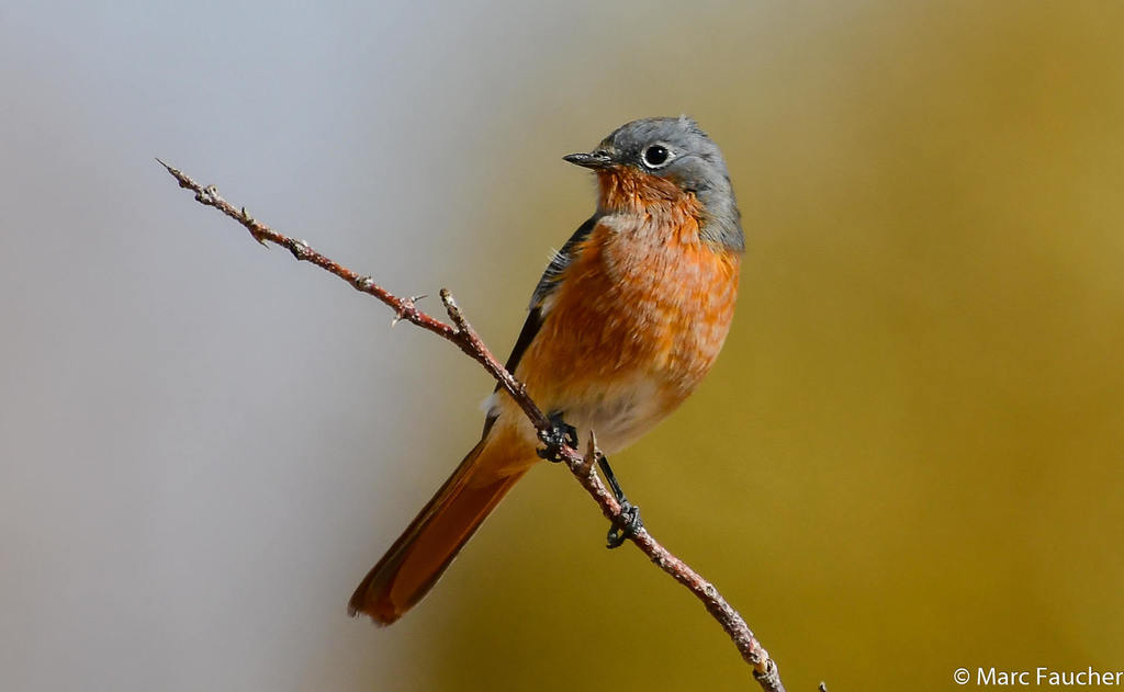 Ala Shan Redstart in October 2018 by Marc Faucher. Ala Shan Redstart ...