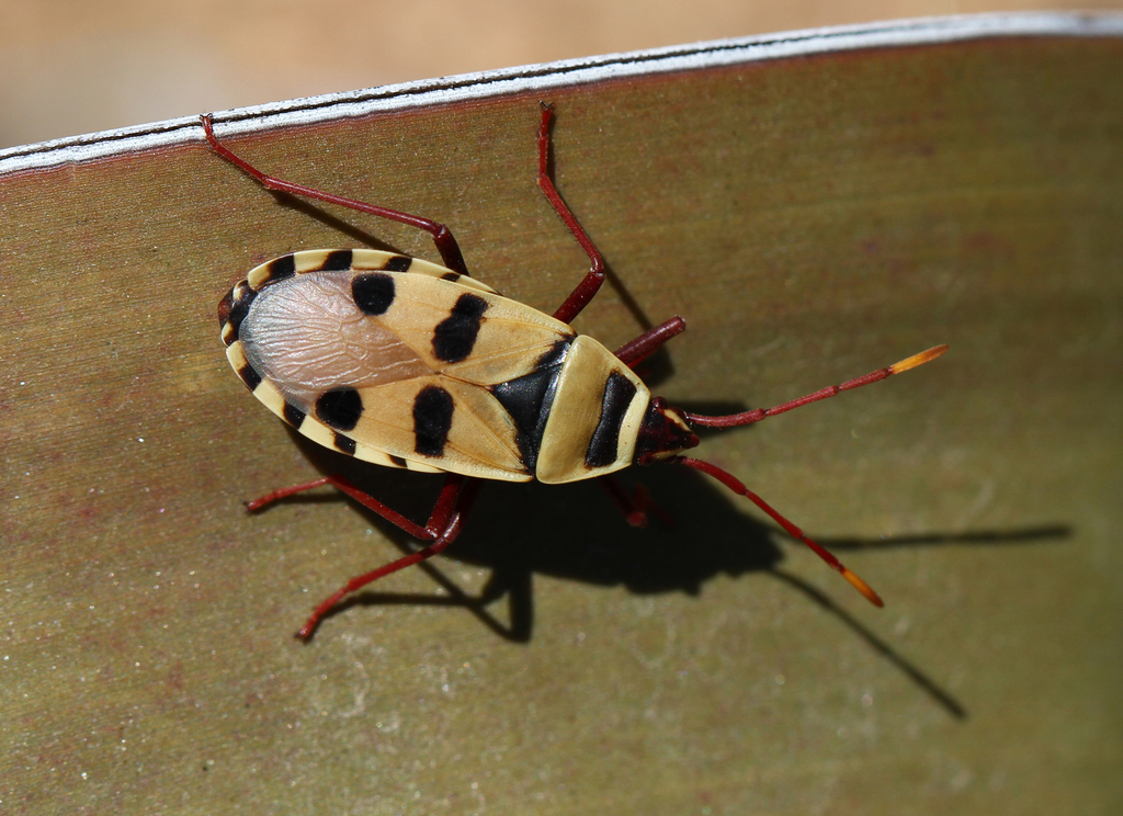 Welwitschia Bug from Arandis Airport, Erongo, Namibia on November 21 ...