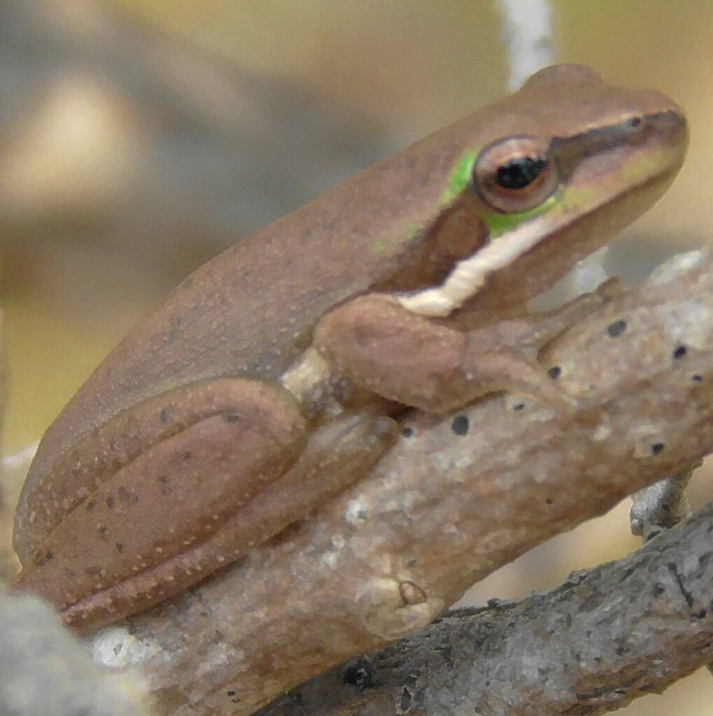 Litoria fallax-bicolor complex from Watsonville QLD 4887, Australia on ...