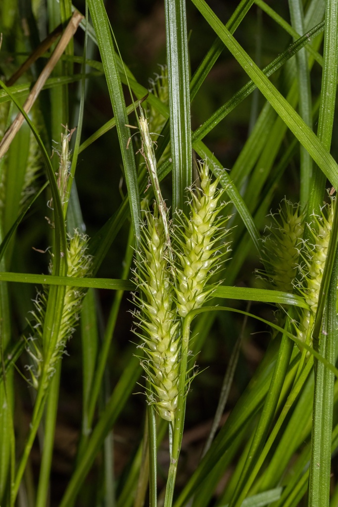Carex subg. Carex from Catskill Park, Woodstock, NY, US on June 4, 2023 ...