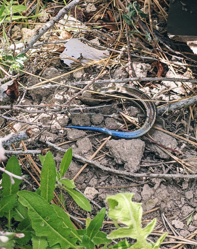 Western Skink from Chiloquin, OR 97624, USA on June 12, 2023 at 02:33 ...