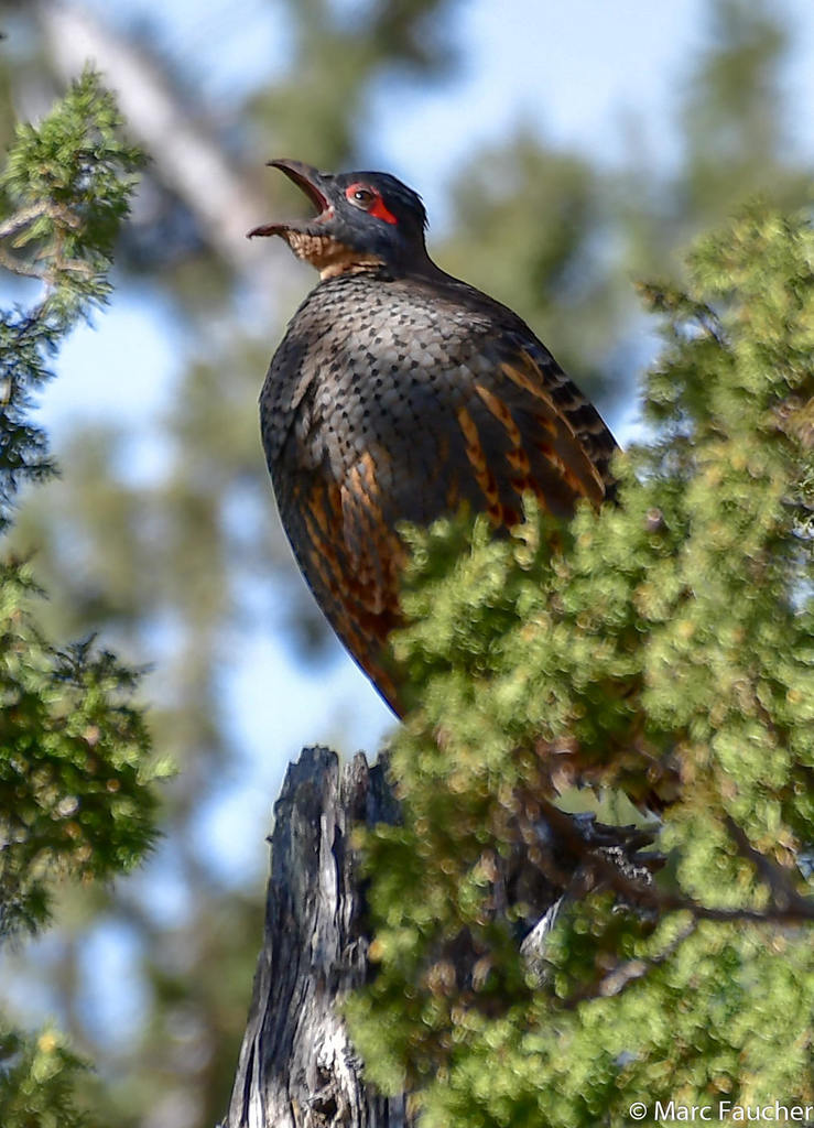 Buff-throated Monal-Partridge (Tetraophasis szechenyii) - Avian Discovery