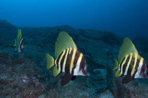 Striped Boarfish (Evistias acutirostris) · iNaturalist