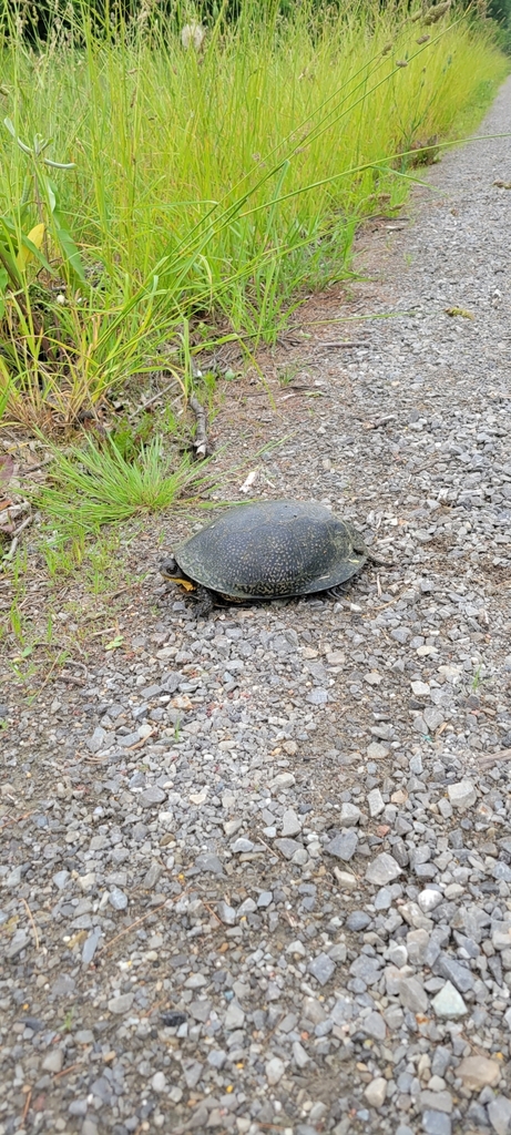 Blanding's Turtle in June 2023 by Sheldon Lambert. Unsure if nesting ...