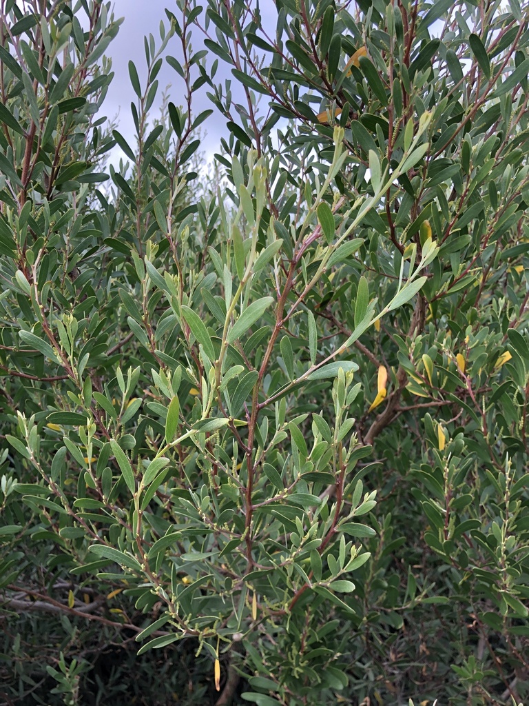 Variable sallow wattle from Woolnorth TAS 7330, Australia on February ...