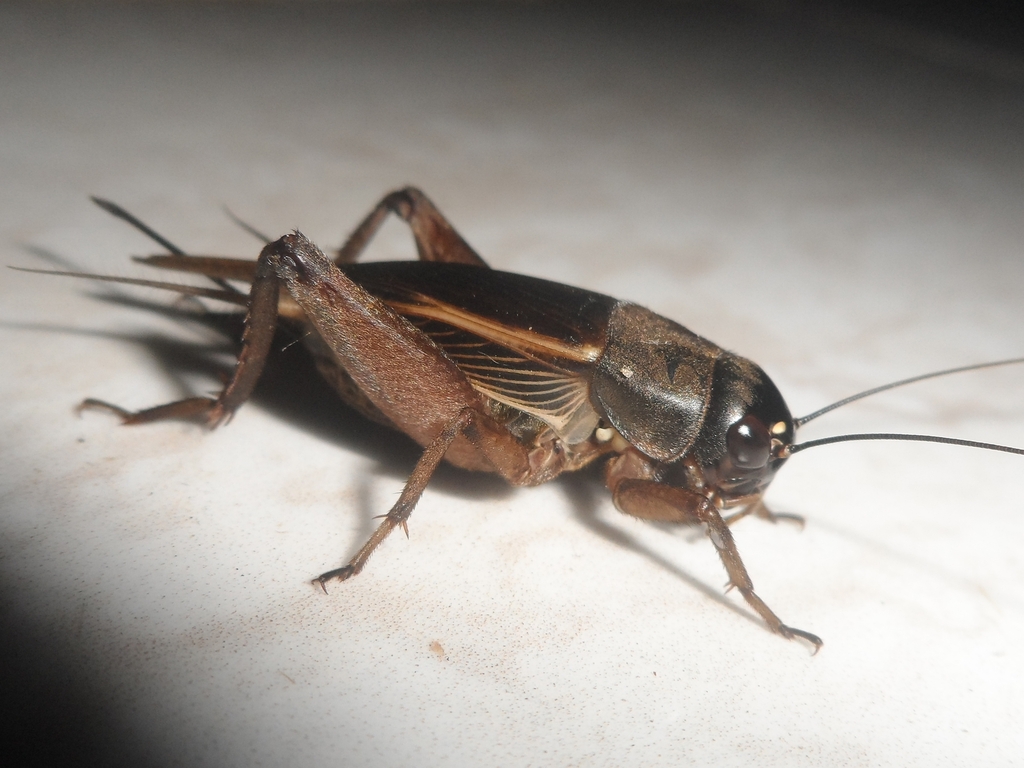 Gryllus in June 2023 by Kel · iNaturalist