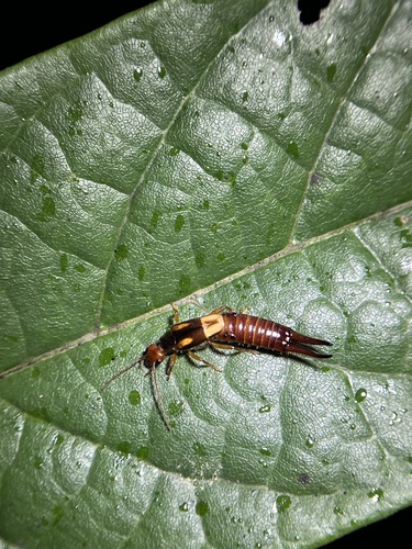 Subspecies Forficula greeni greeni · iNaturalist