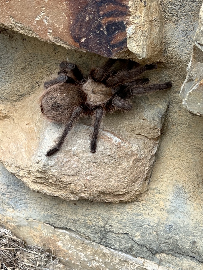 Texas Brown Tarantula from Kanis Rd, Paron, AR, US on June 04, 2023 at ...