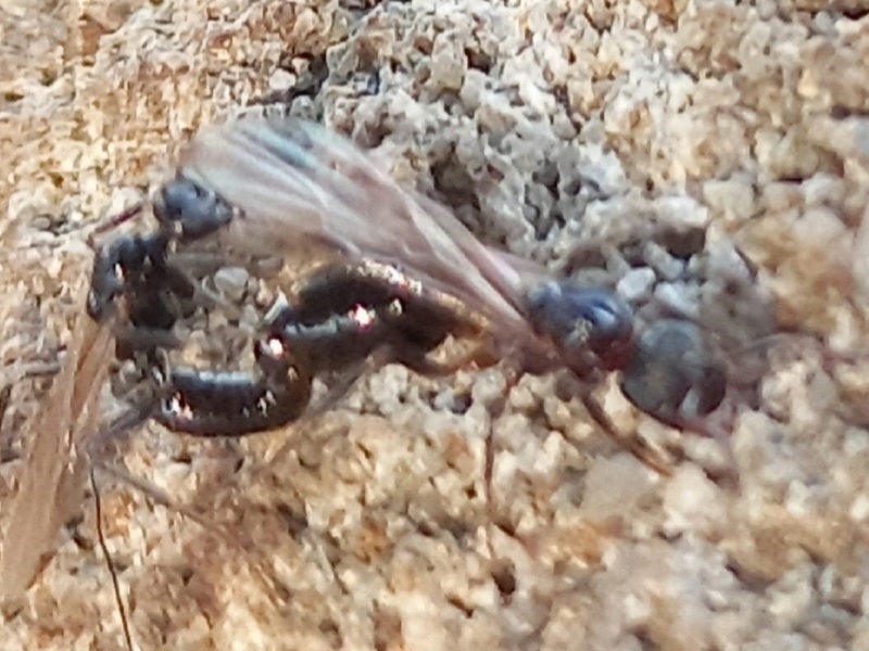 Notoncus from Bray Park State High School on June 13, 2023 at 11:22 AM ...