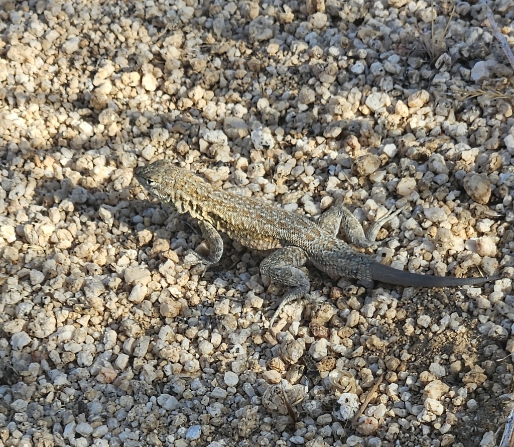 Common Side-blotched Lizard from Joshua Tree National Park, Riverside ...