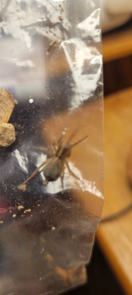 Rustic Wolf Spider from Canal Fulton on June 12, 2023 at 10:07 PM by ...