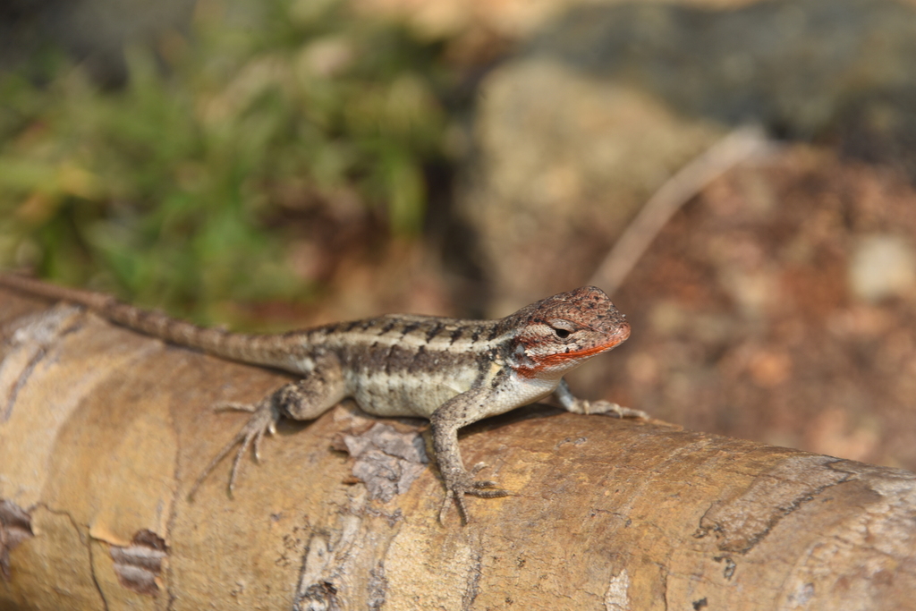 Rose-bellied Lizard from Cayo District, Belize on June 1, 2023 at 07:35 ...