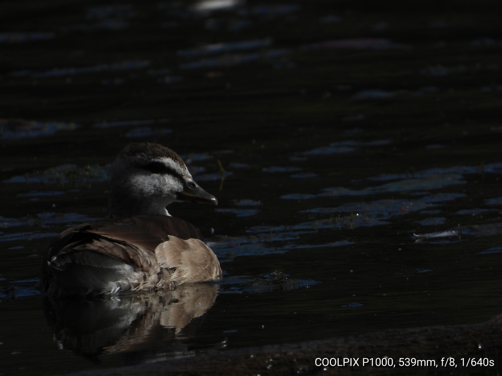 Cotton Pygmy-Goose from Kiamba QLD 4560, Australia on June 13, 2023 at ...