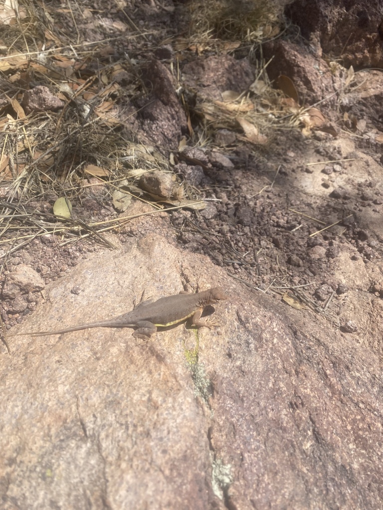 Elegant Earless Lizard in June 2023 by Mary Kemp · iNaturalist