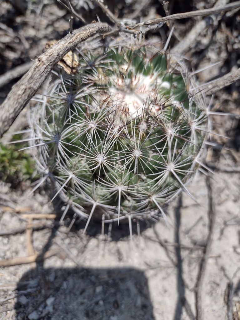 Biznaga partida de la Muralla desde 25844 Coah., México el 11 de junio ...