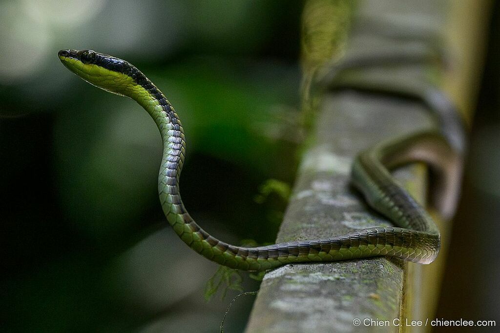 Painted Bronzeback from Bahagian Miri, Sarawak, Malaysia on April 13 ...