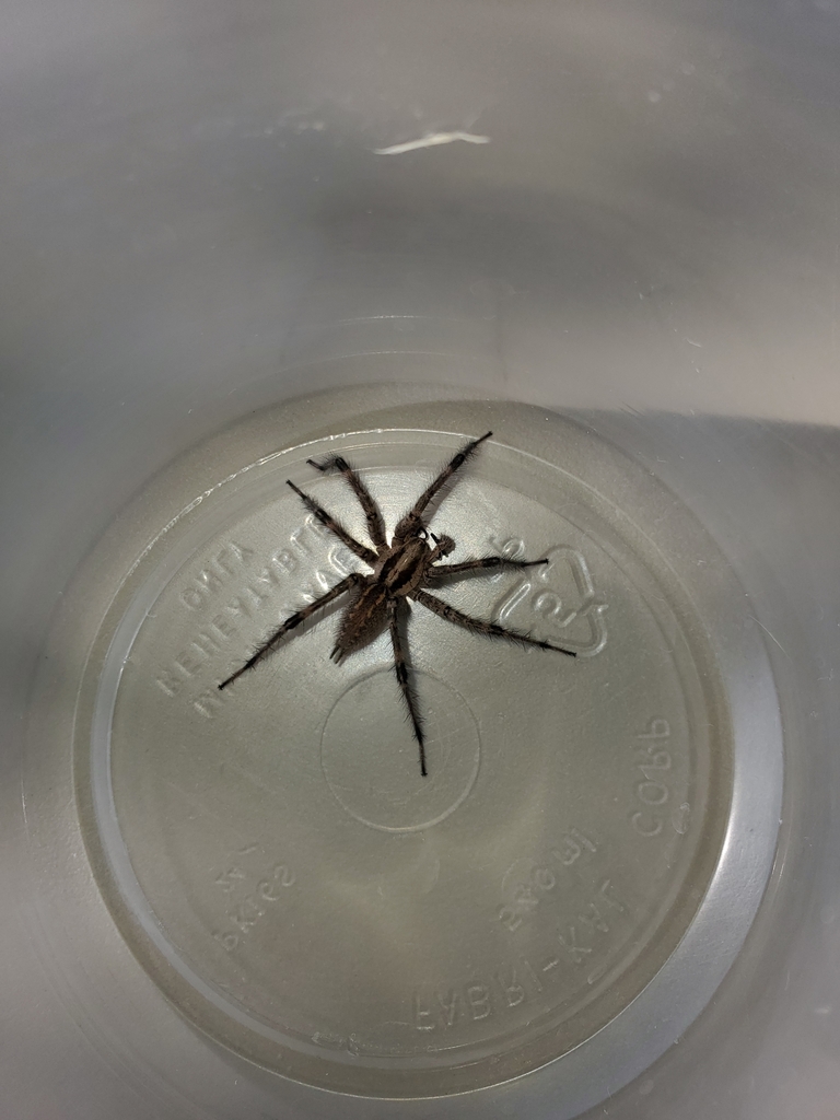 Grass Spiders from Sanderson, TX 79848, USA on June 12, 2023 at 06:03 ...