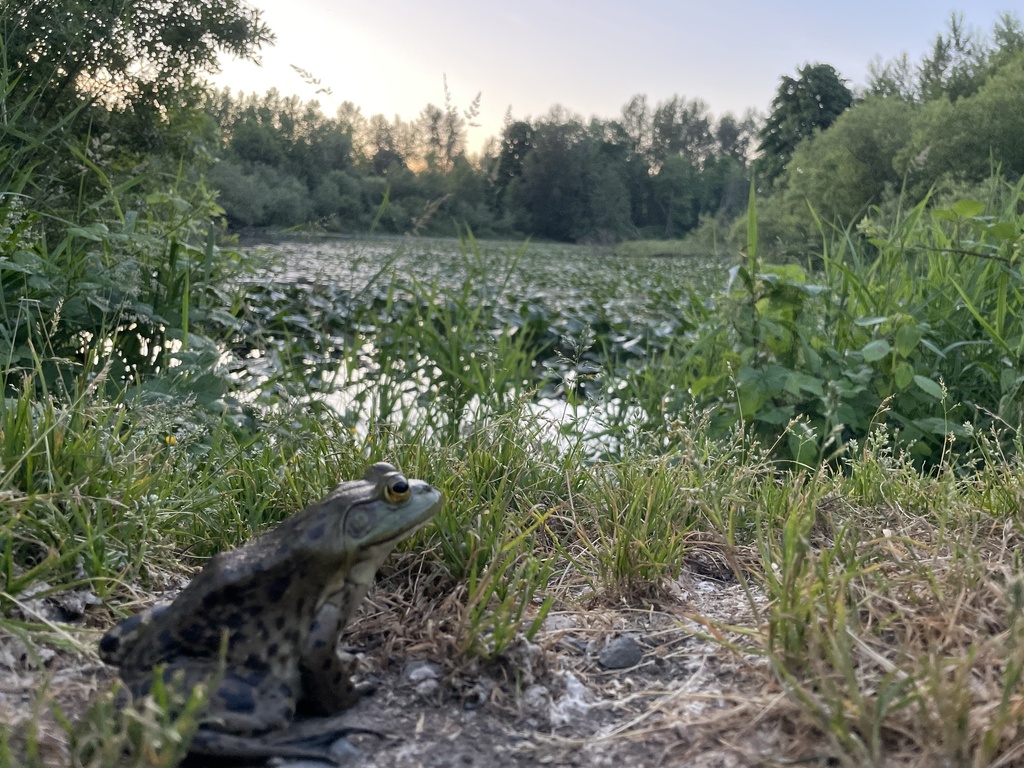 American Bullfrog from Three Forks Natural Area Snoqualmie, Snoqualmie ...