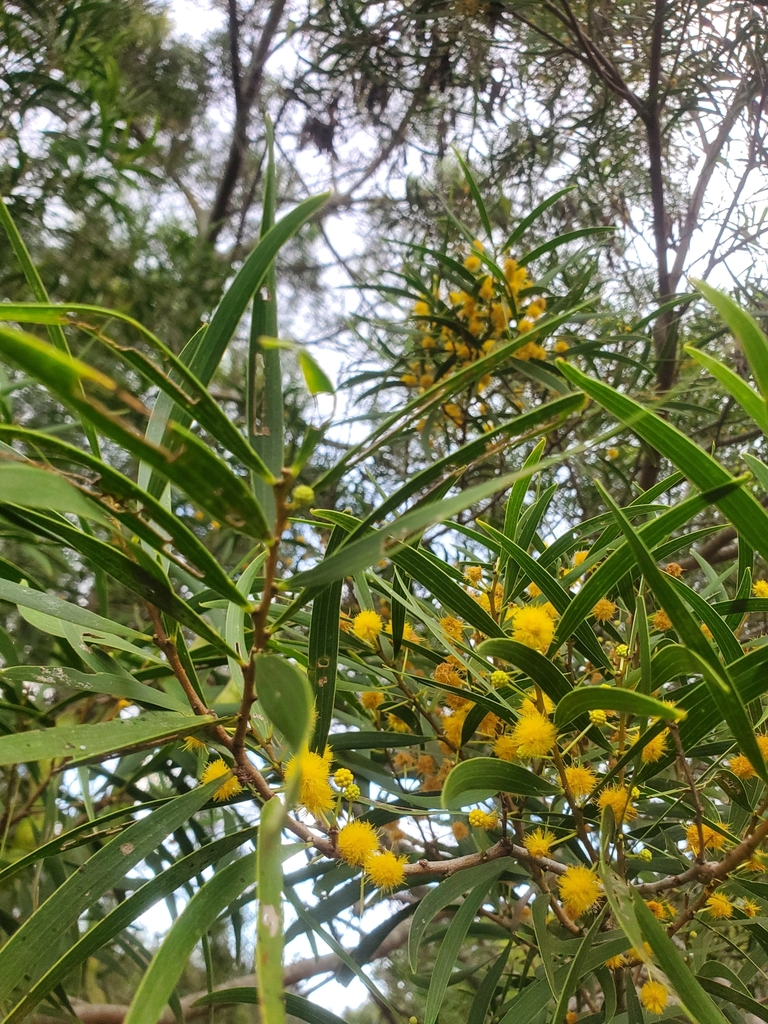 Taiwan Acacia from Kapaau, HI, USA on June 12, 2023 at 05:57 PM by ...