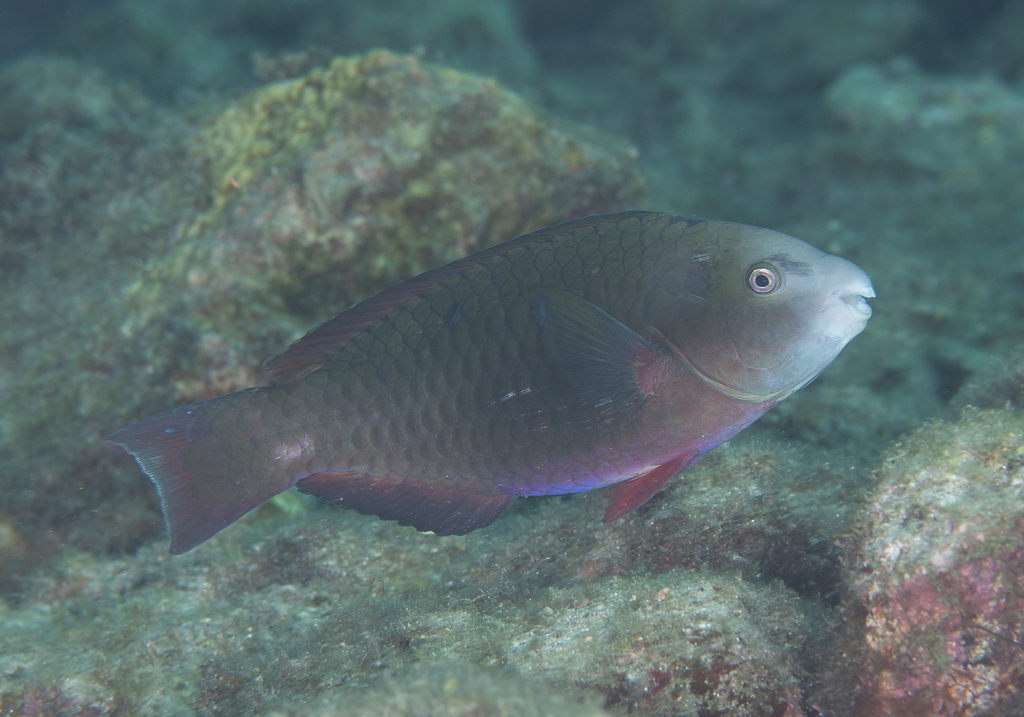 Palenose Parrotfish