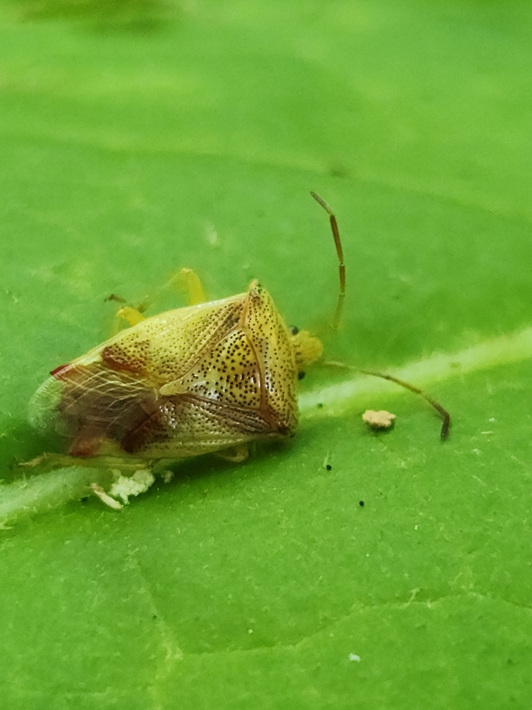 Red-cross Shield Bug from Millersylvania State Park on June 12, 2023 at ...