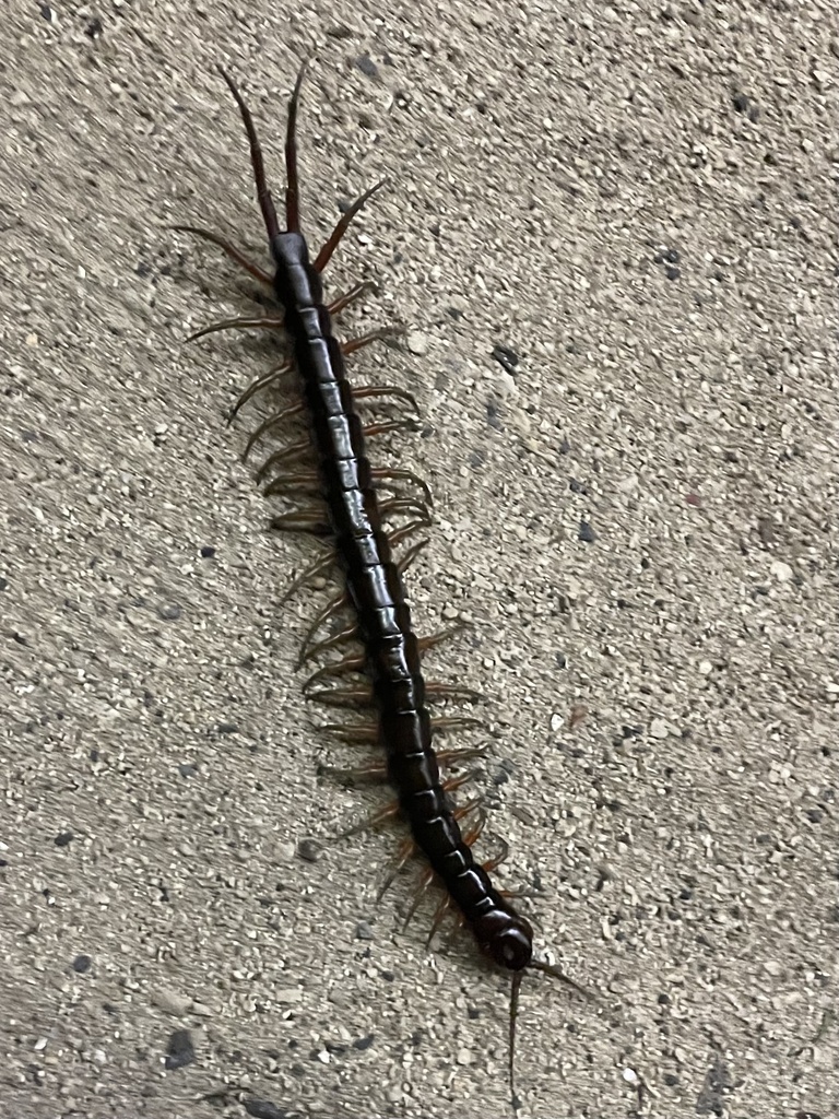 Pacific Giant Centipede from Moorea, French Polynesia, PF on June 12 ...