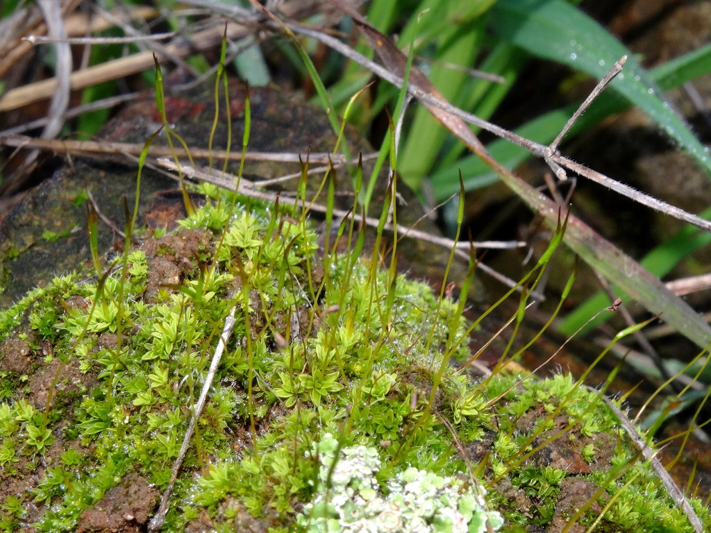 Wall Screw-moss from Mission Trails Regional Park, CA on January 17 ...