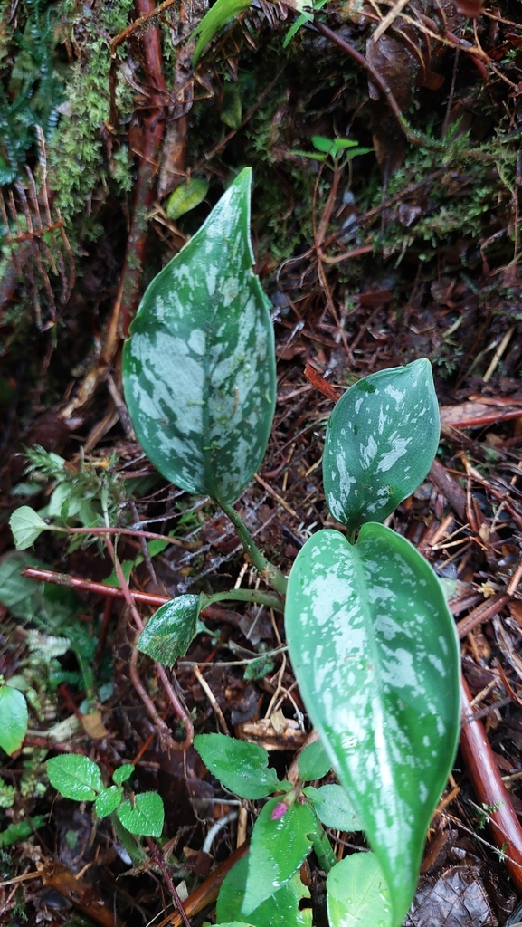 Chinese evergreens from Air Tenam, Kec. Ulu Manna, Kabupaten Bengkulu ...
