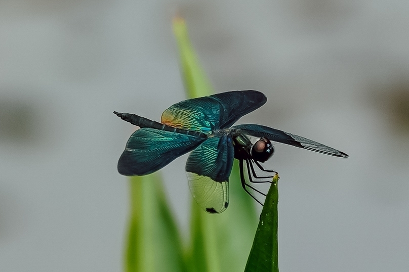 Butterfly Flutterer from Hangzhou, CN-ZJ, CN on June 11, 2023 at 03:32 ...