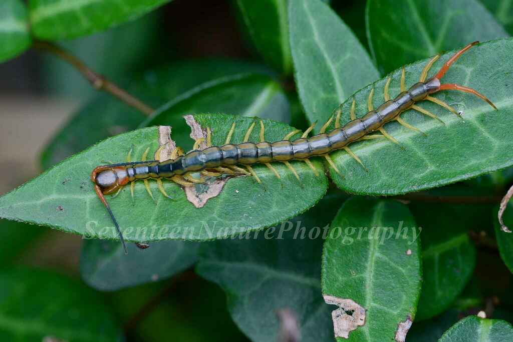 Chinese Red-headed Centipede from 中国江苏省南京市溧水区 on June 11, 2023 at 10:10 ...