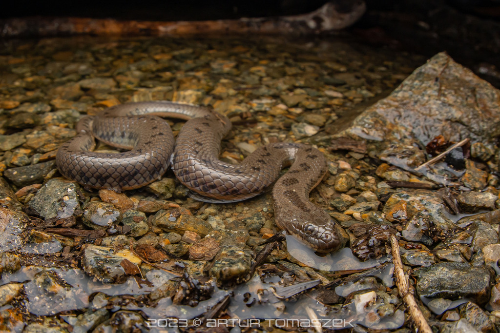 Chinese Water Snake in June 2023 by Artur Tomaszek · iNaturalist