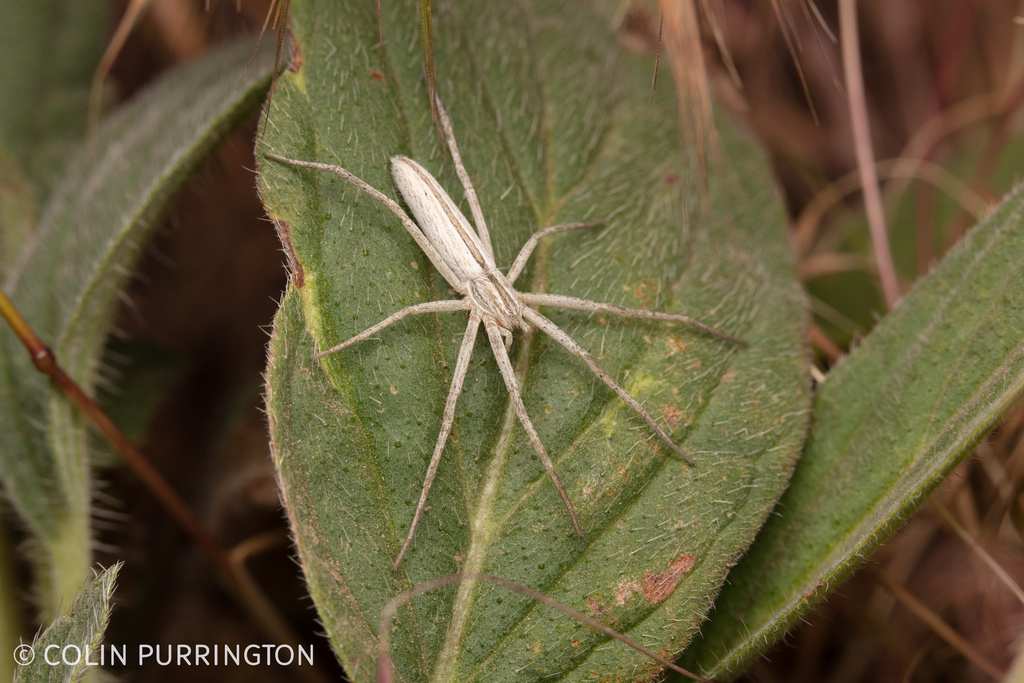 Slender Crab Spiders from Deschutes County, OR, USA on June 11, 2023 at ...