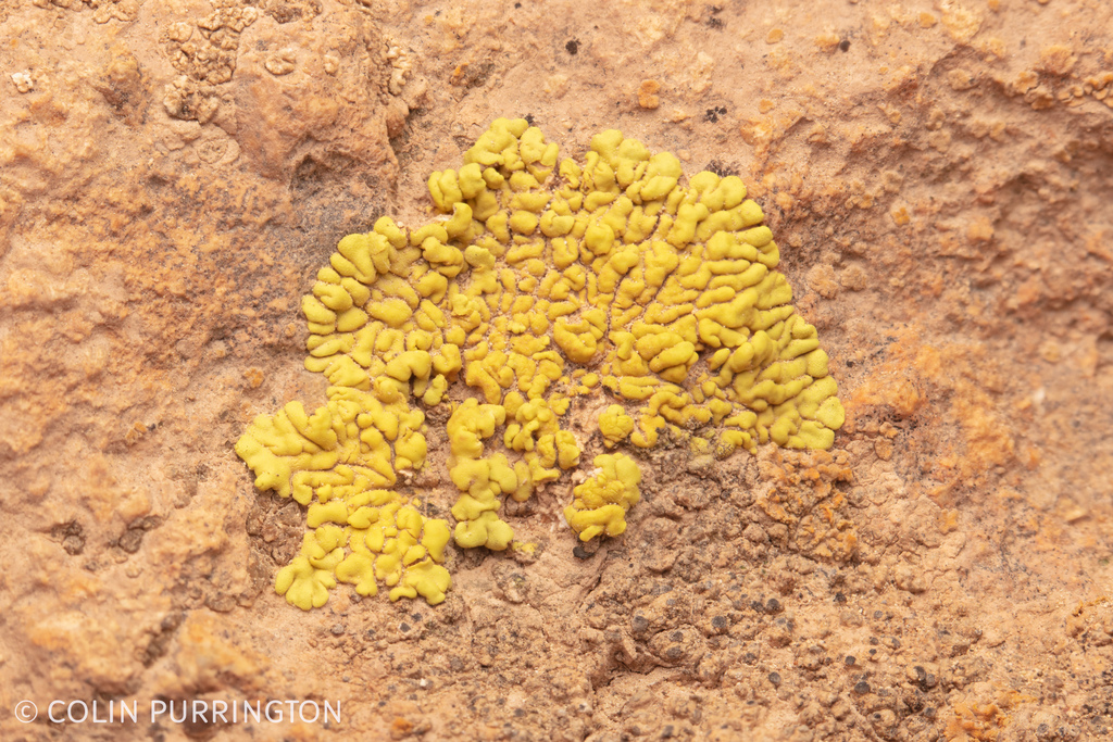 gold cobblestone lichen from Deschutes County, OR, USA on June 11, 2023 ...