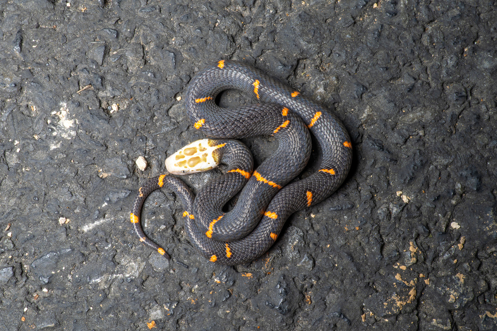 White-headed Burmese Viper from 中国浙江省杭州市临安区 on June 10, 2023 at 10:01 ...