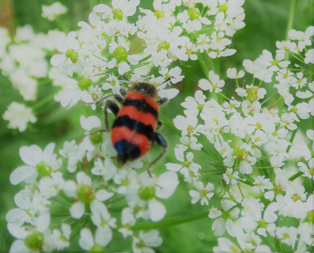 Bee-eating Beetle from Mannheim, Deutschland on June 10, 2023 at 02:03 ...