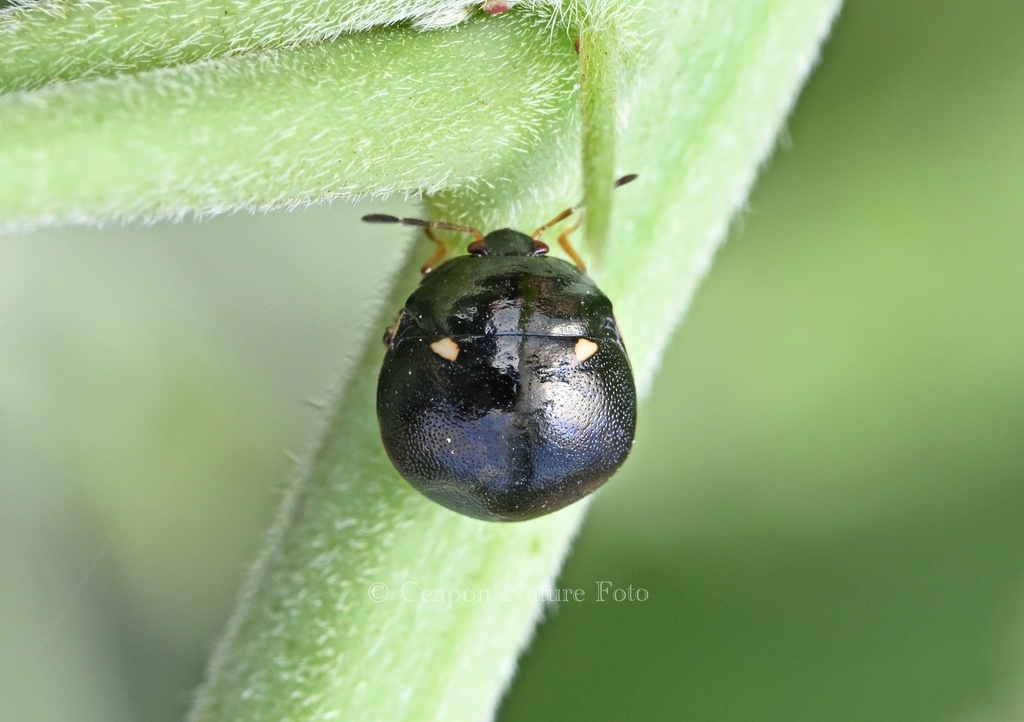 Coptosoma bifarium from 牟平区, 烟台市, 山东省, CN on June 13, 2023 at 12:55 PM ...