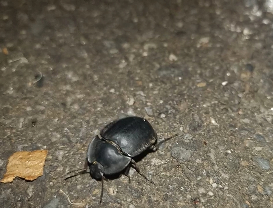 Heleina from Marion SA 5043, Australia on January 29, 2023 at 11:00 PM ...