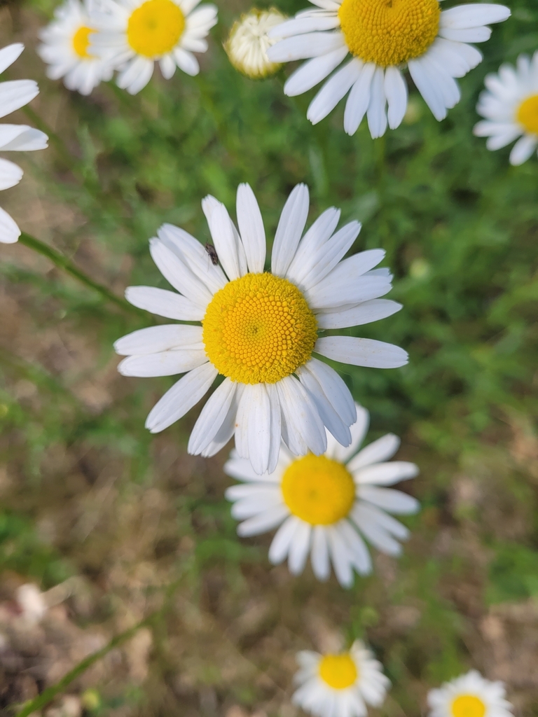 oxeye daisy from Willard-Hay, Minneapolis, MN, USA on June 13, 2023 at ...